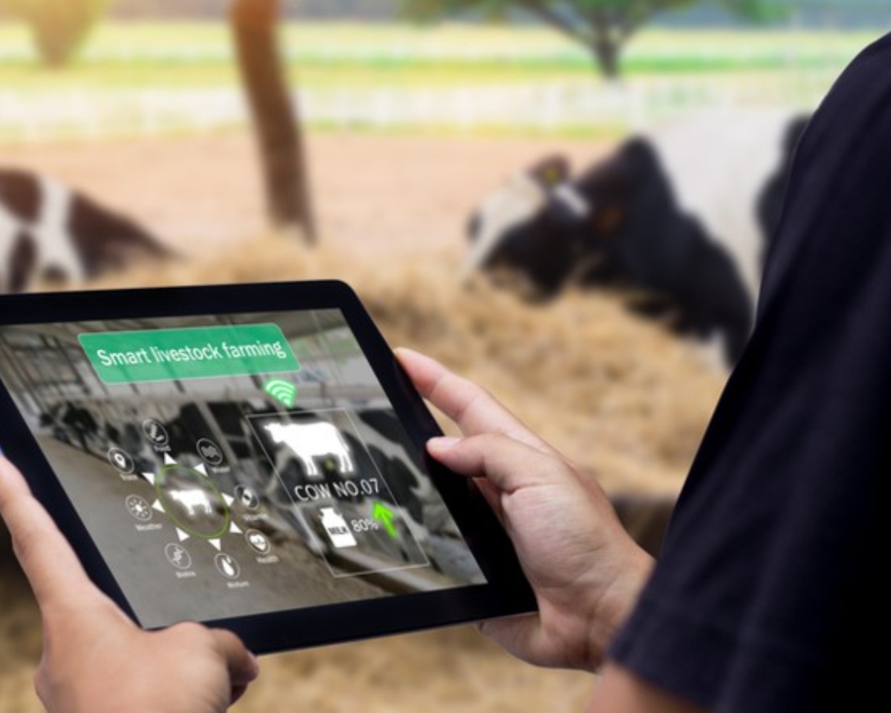 XIII Jornadas Hospital Veterinário Muralha de Évora – Programa ...